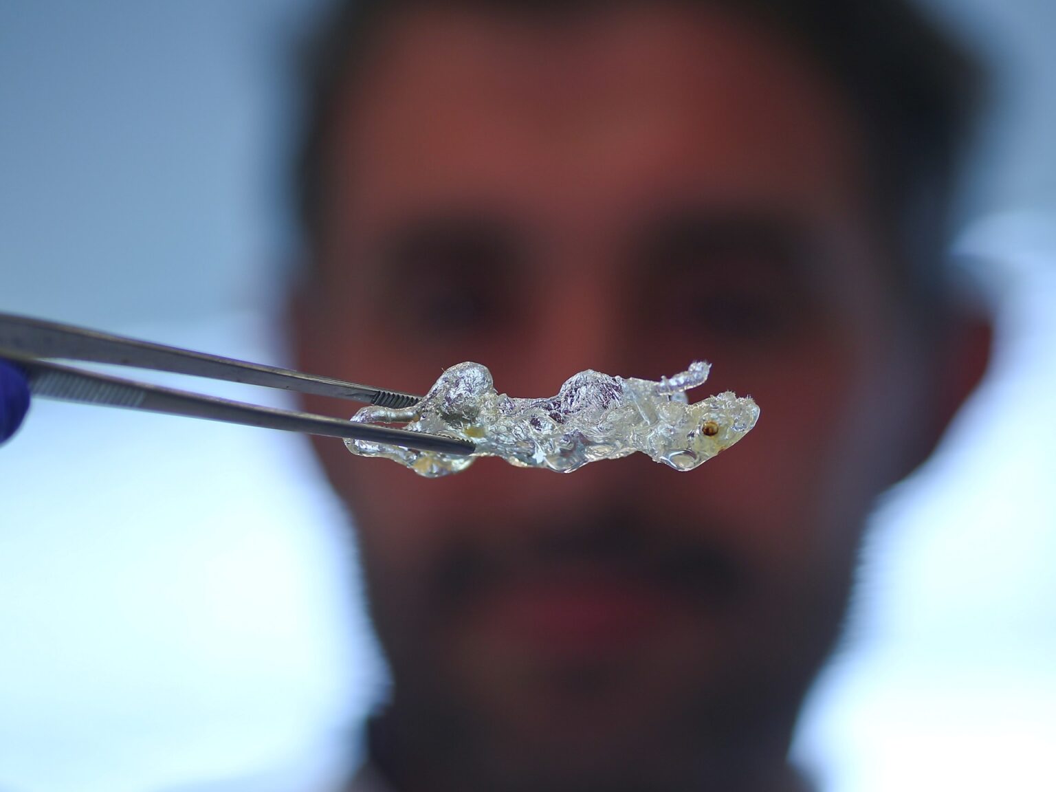 Technology turns the opaque outer layers of a mouse's body into a ...