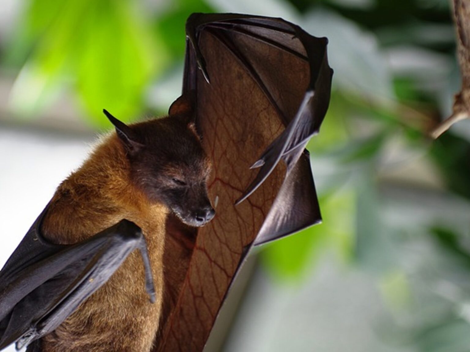 The discovery of new bats viruses in China raises concerns - Kees