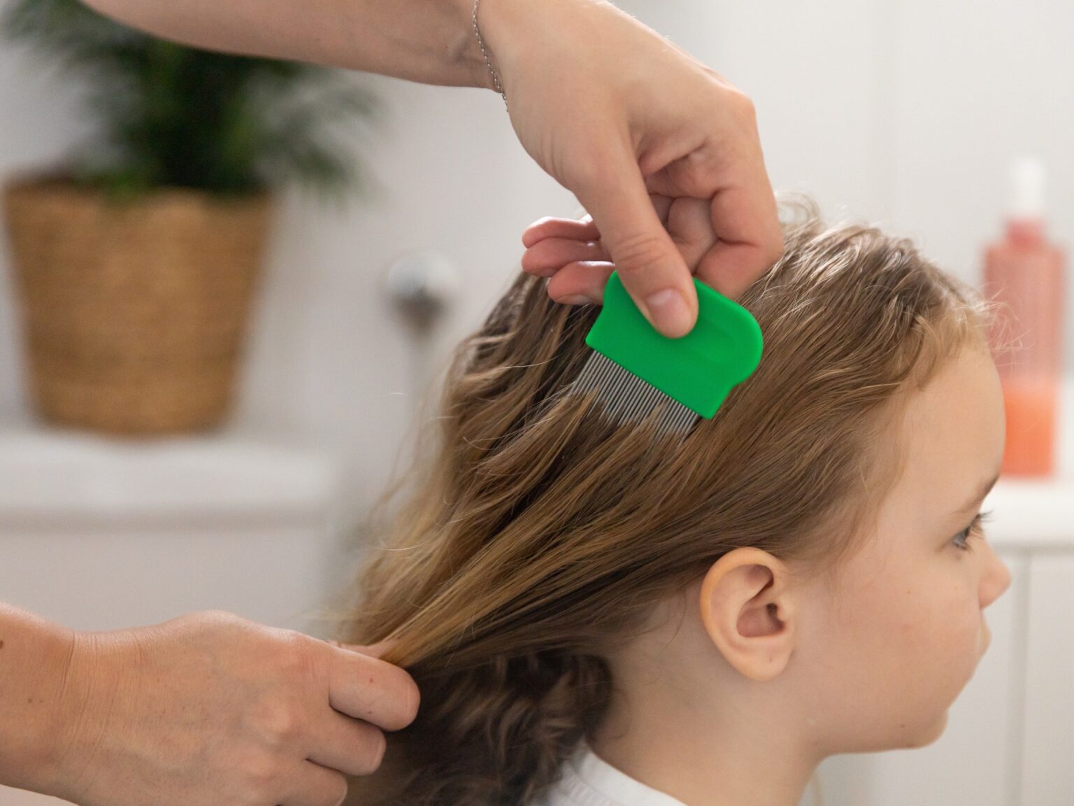 3 steps to get rid of lice - Kees